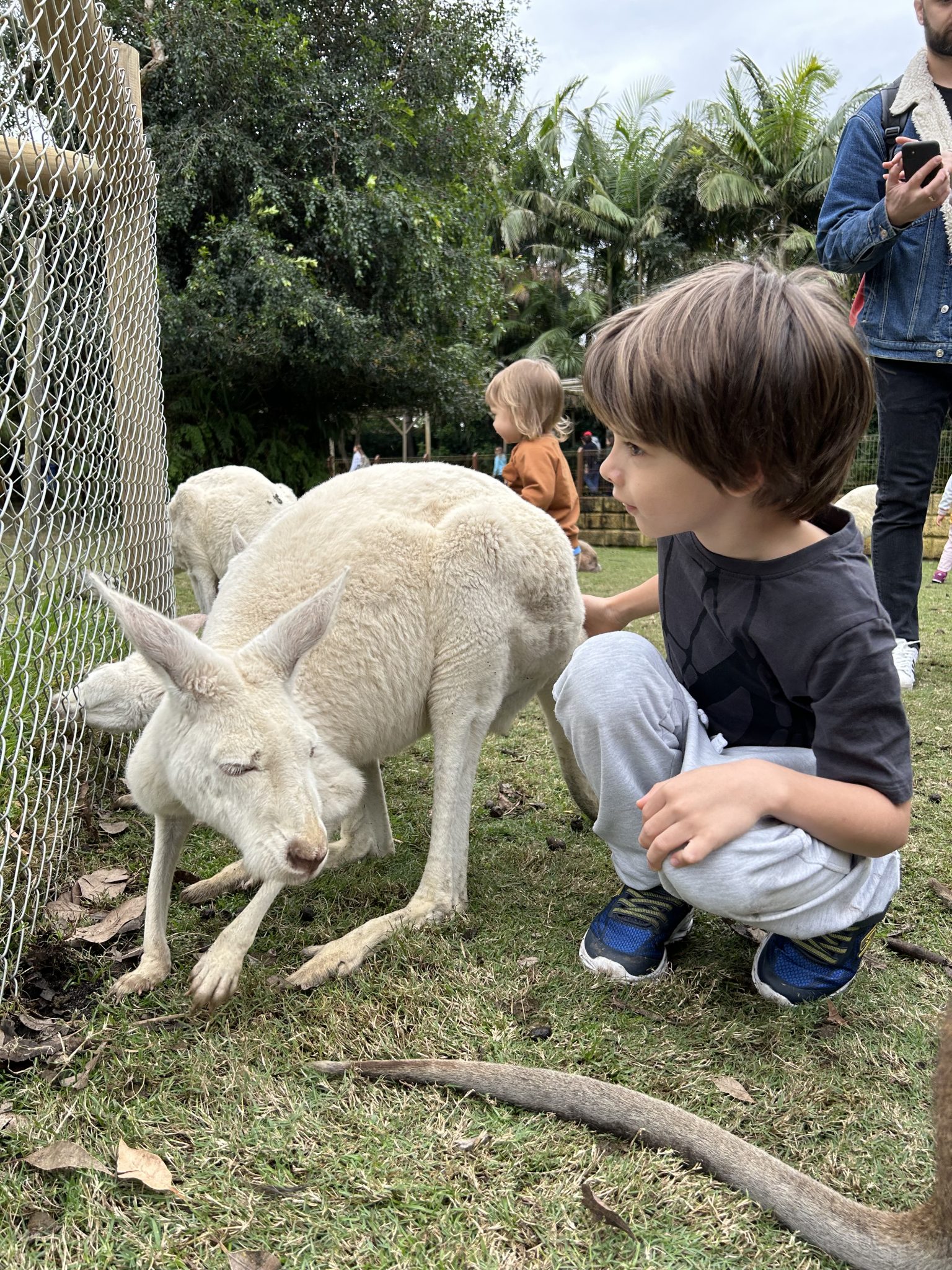 Exploring Kangaroos in Perth, Western Australia - True Blue Studies