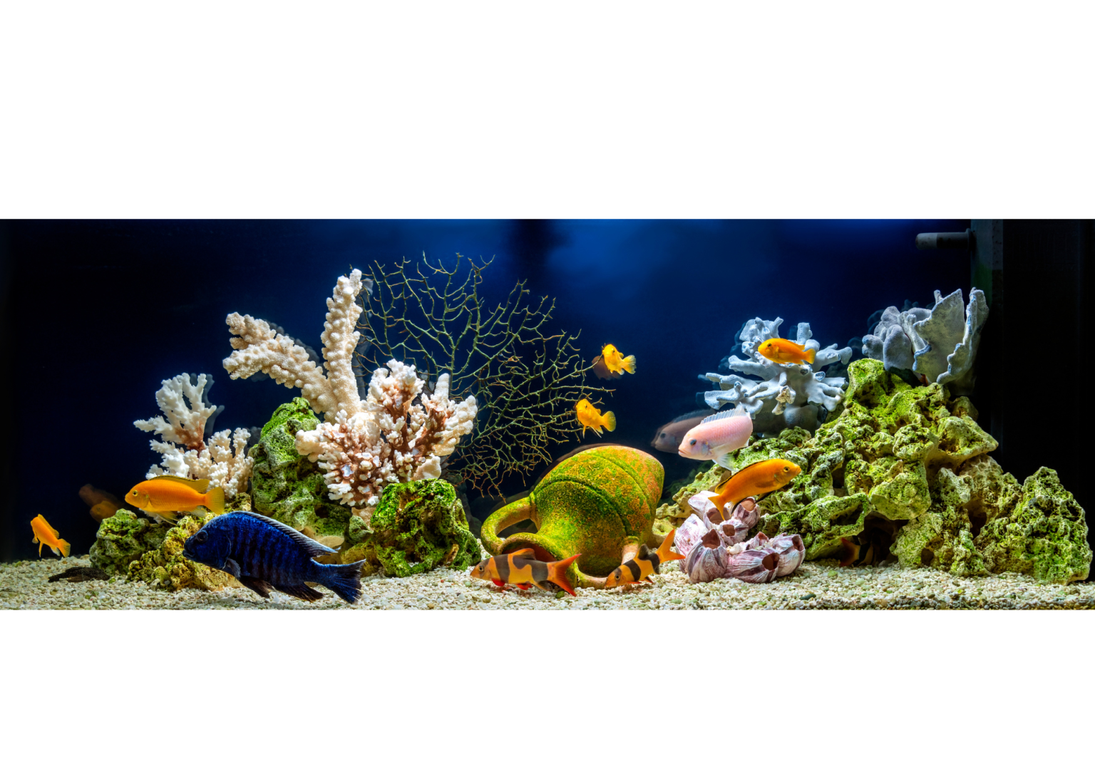 Exploring the Underwater Wonders at Perth Aquarium - True Blue Studies